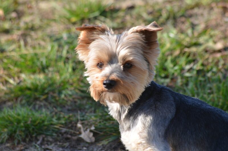 Jak dobrze karmić yorka? | Blog Lincoln